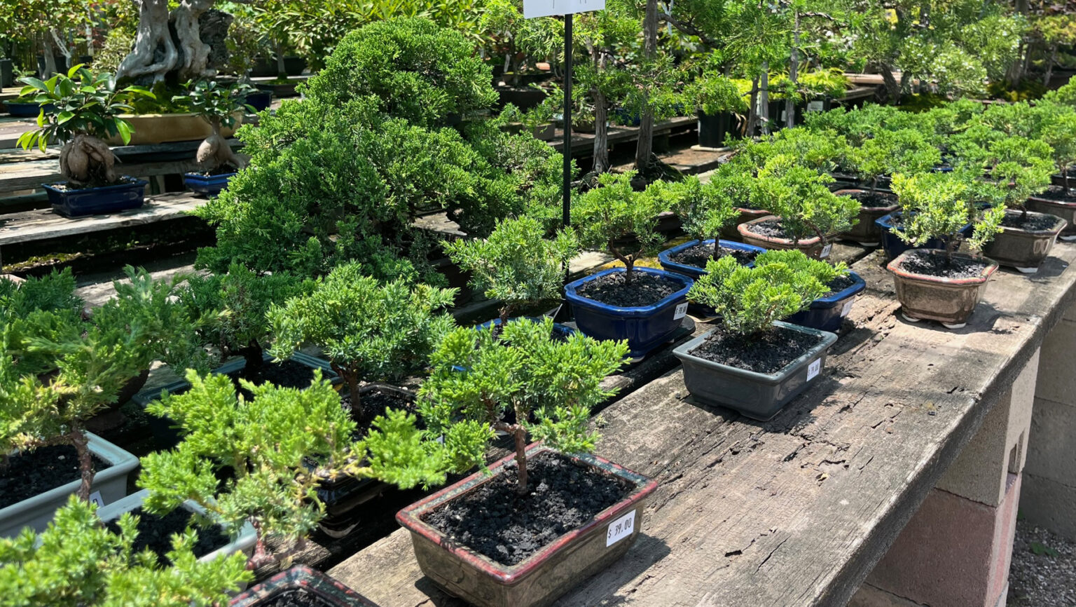About Our Bonsai - Yamaguchi Bonsai Nursery